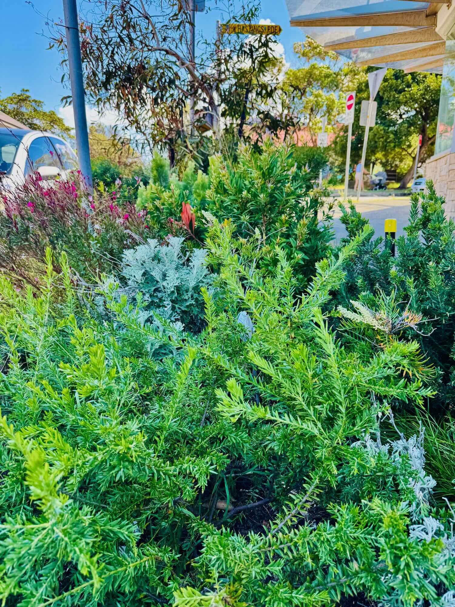 Wairoa Avenue Verge | HELLO BONDI