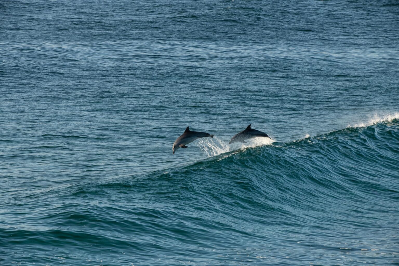 Explore | HELLO BONDI